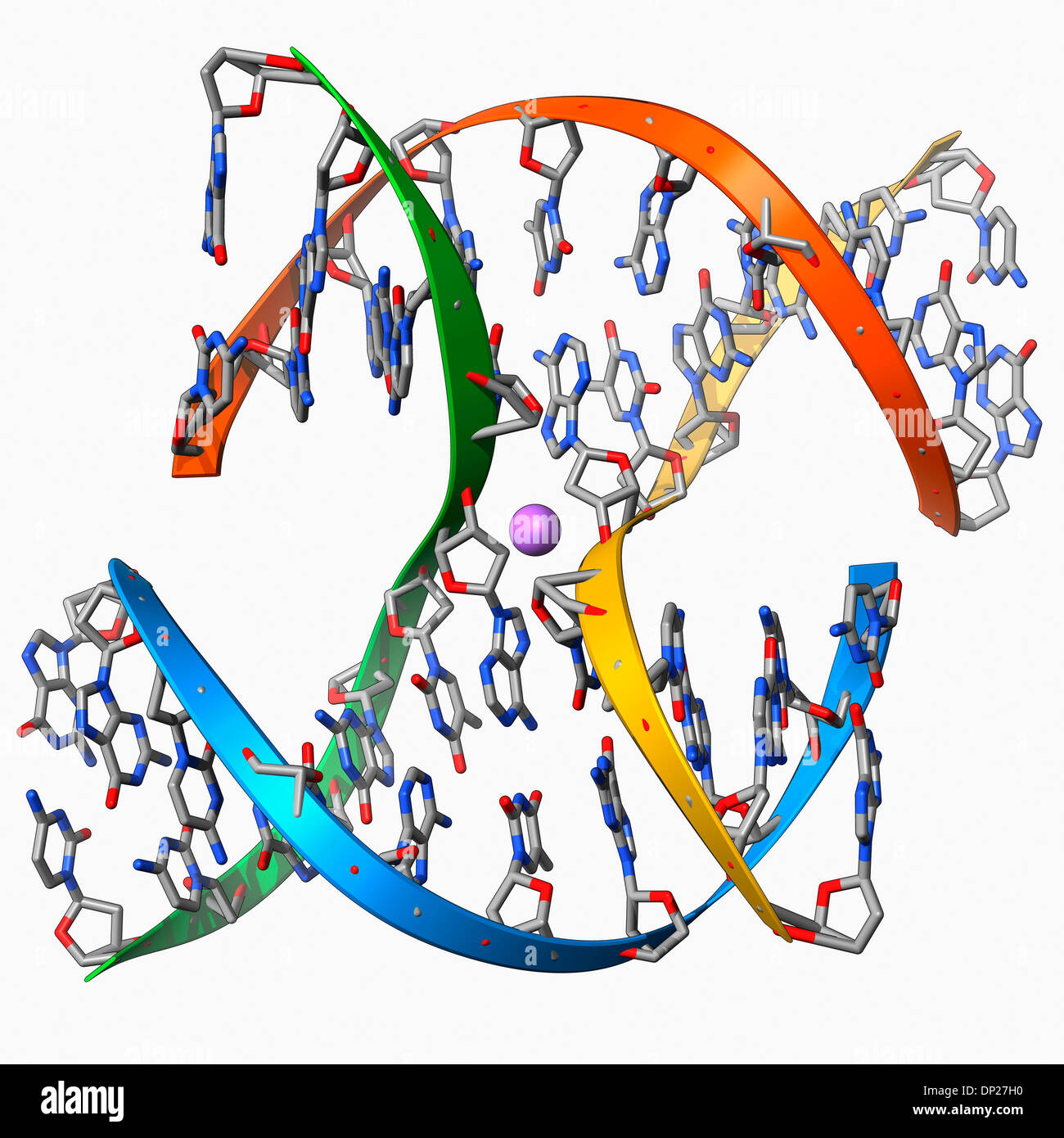DNA Holliday junction, molecular model Stock Photo - Alamy