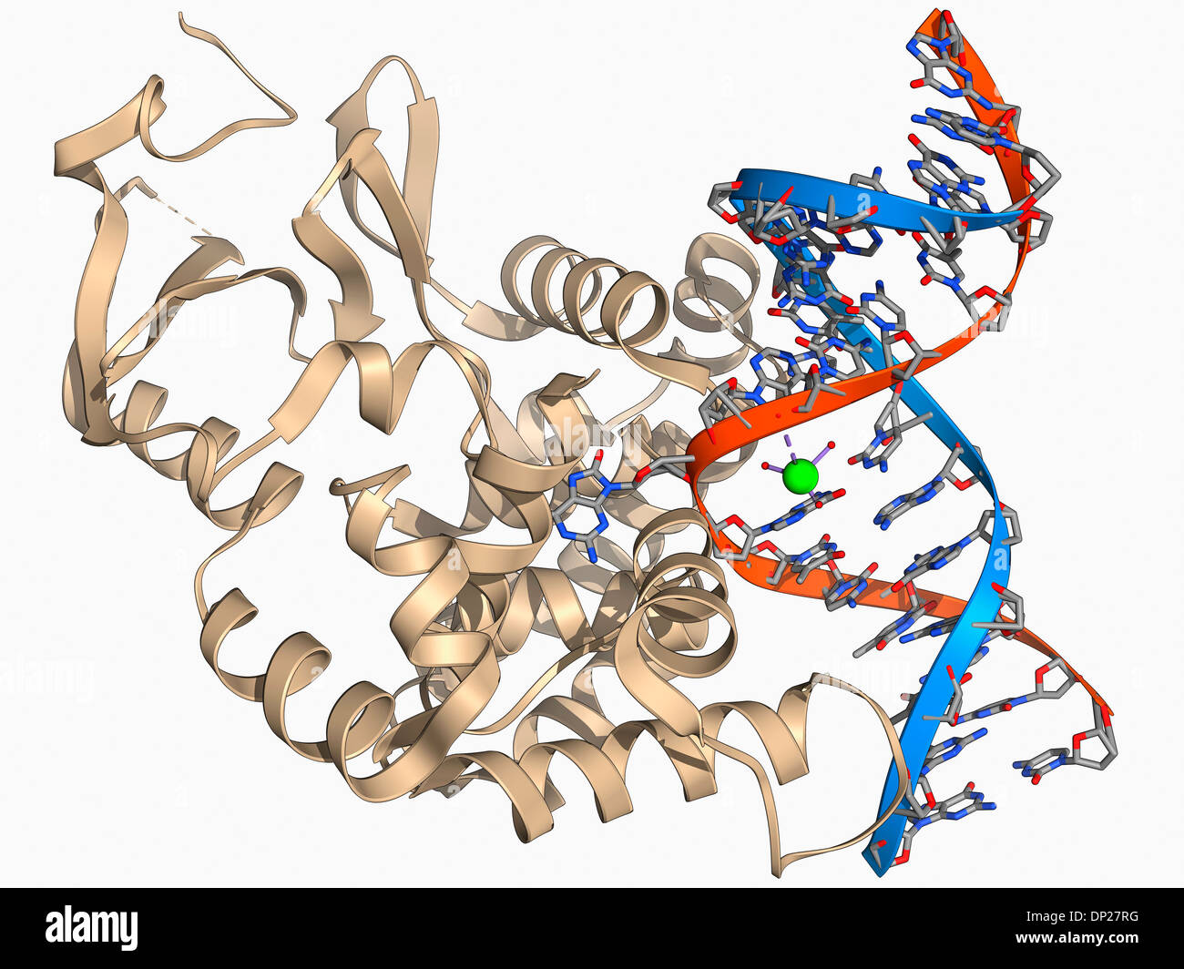 Nucleotide excision repair hi-res stock photography and images - Alamy