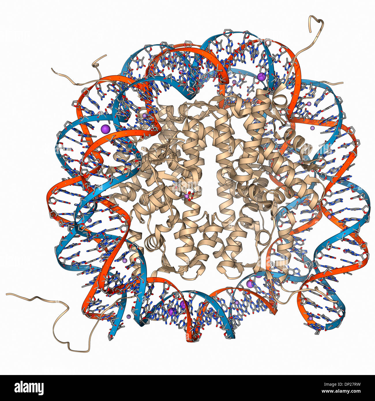 Dna nucleosome, molecular model hi-res stock photography and images - Alamy