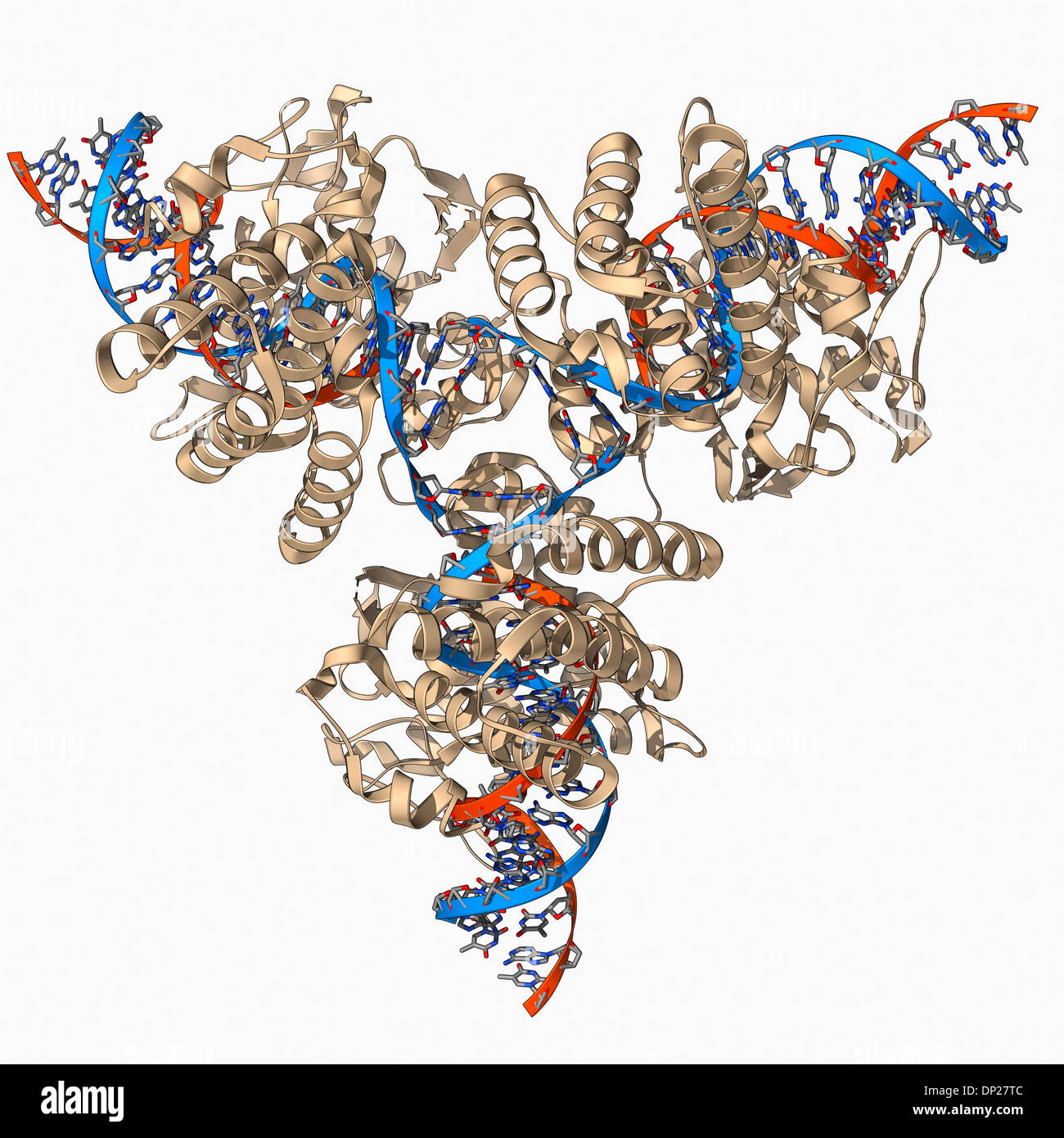 Cre lox recombination hi-res stock photography and images - Alamy