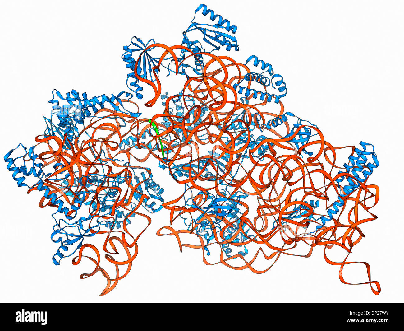 Ribosome structure hi-res stock photography and images - Alamy