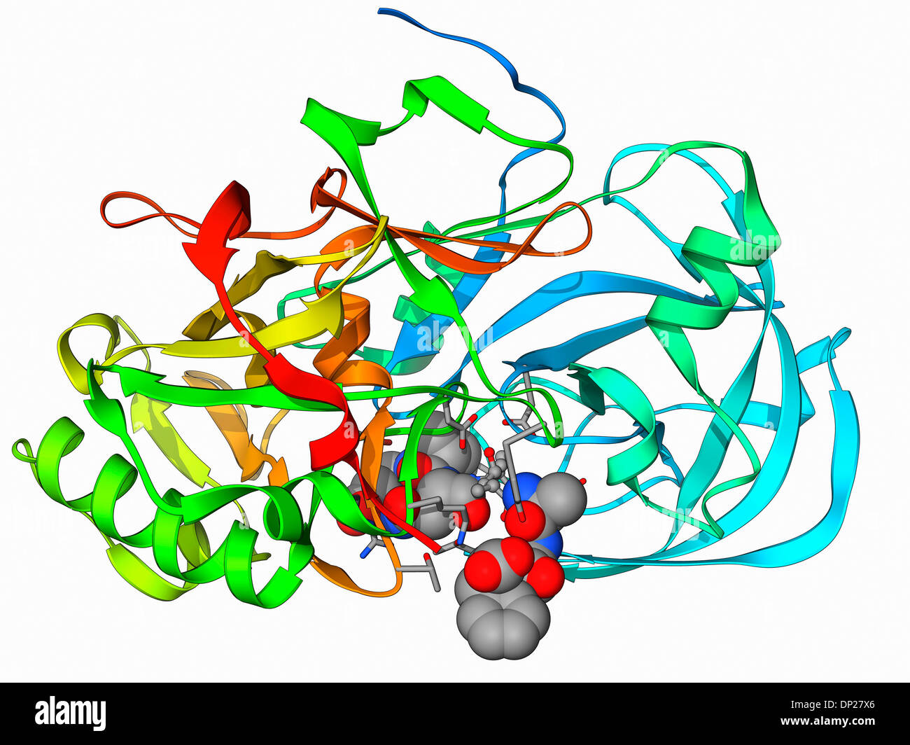 Beta secretase enzyme, molecular model Stock Photo - Alamy