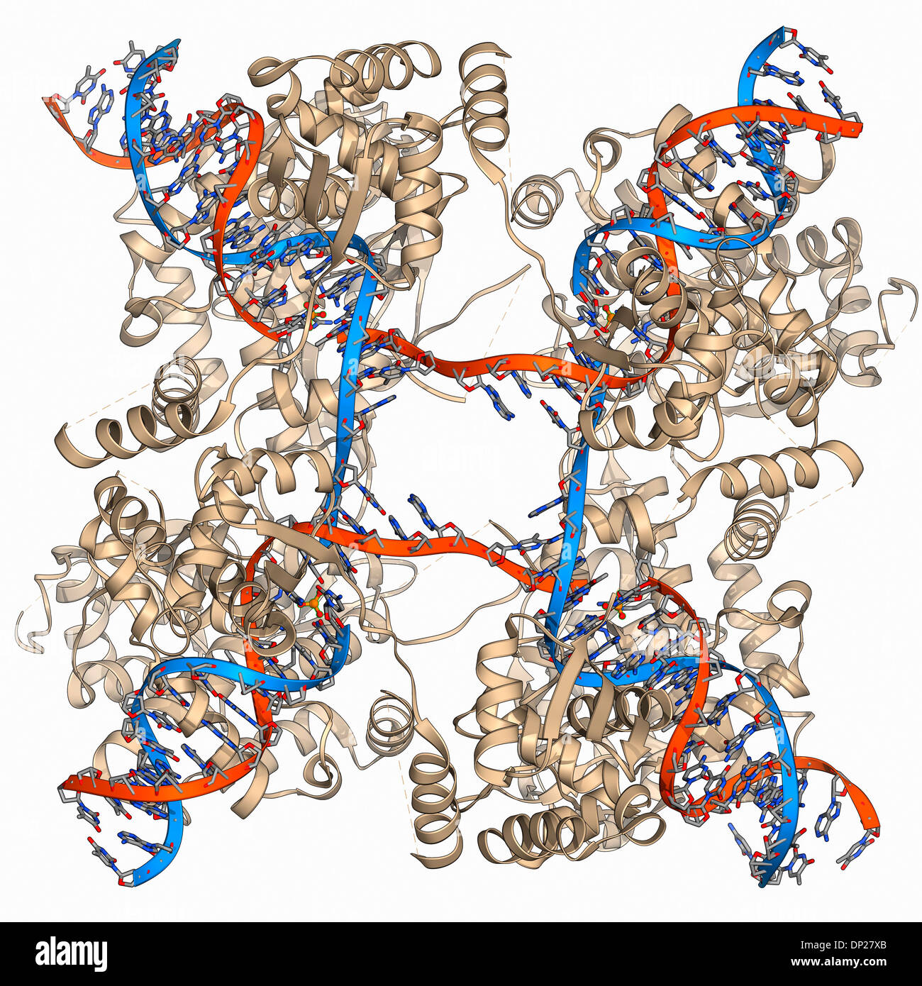 Dna double helix complex Cut Out Stock Images & Pictures - Alamy