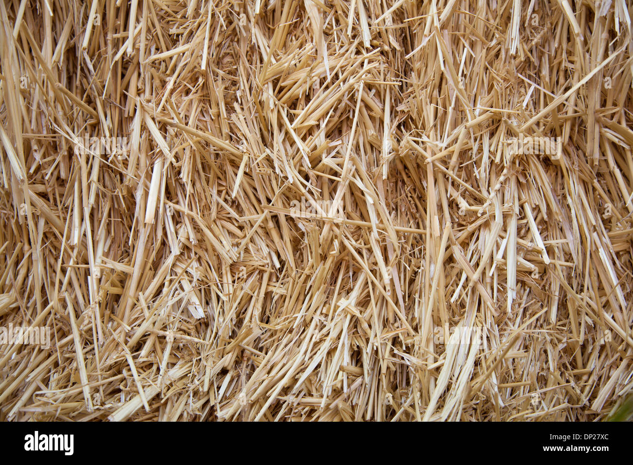 Golden straw background Stock Photo - Alamy