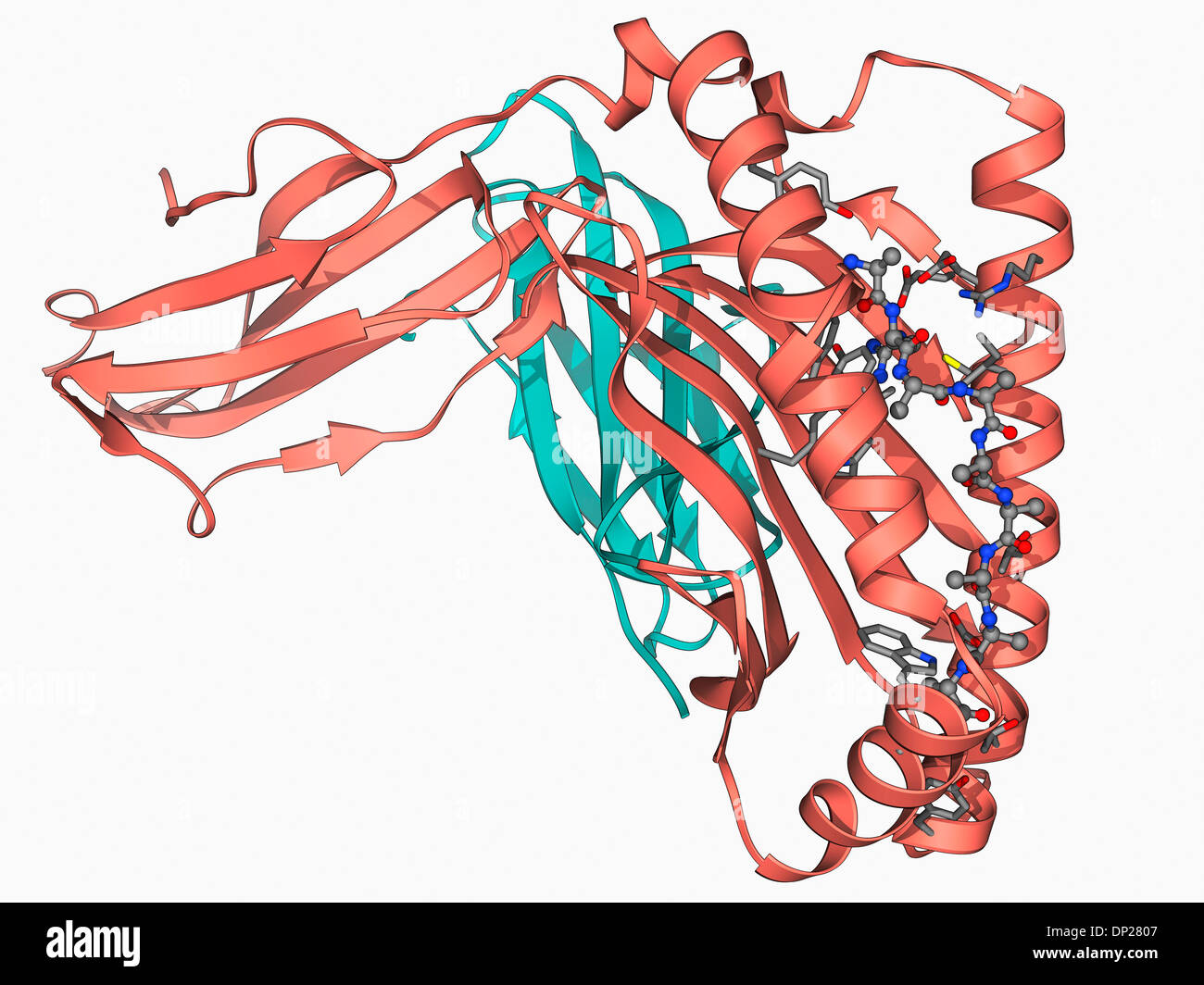 MHC protein-antigen complex Stock Photo: 65203719 - Alamy MHC protein-antigen complex Stock Photo: 65203719 - Alamy