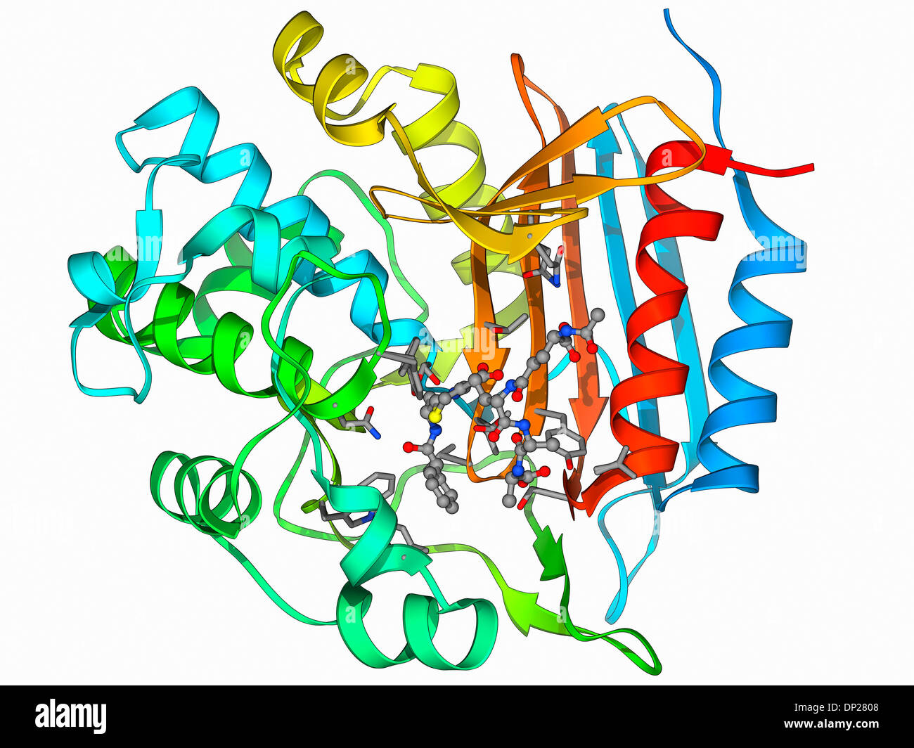 Bacterial cell hi-res stock photography and images - Alamy