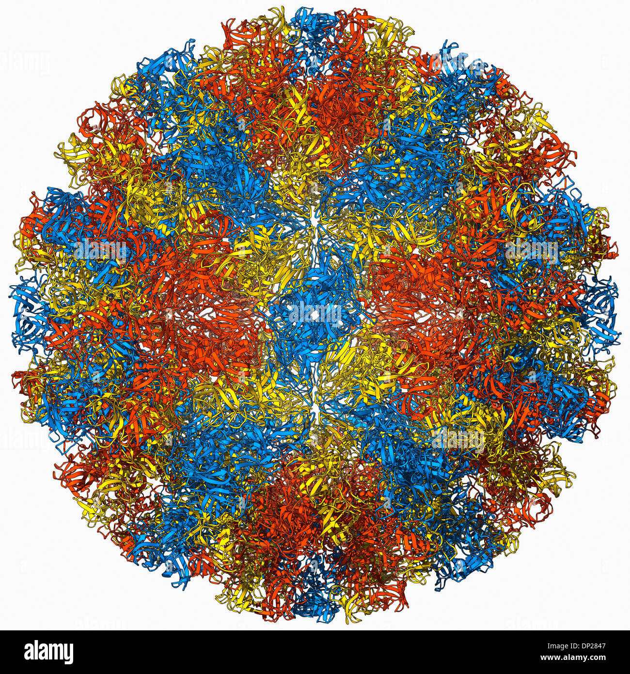 Norwalk virus capsid, molecular model Stock Photo - Alamy Norwalk virus capsid, molecular model Stock Photo - Alamy