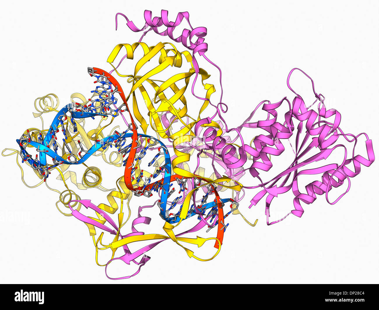 Repair protein and DNA, molecular model Stock Photo - Alamy