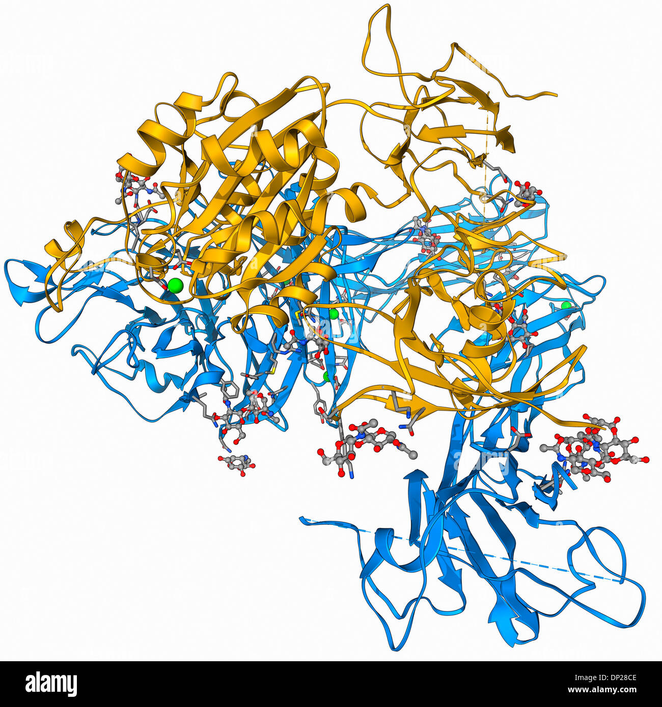 Integrin, molecular model Stock Photo - Alamy