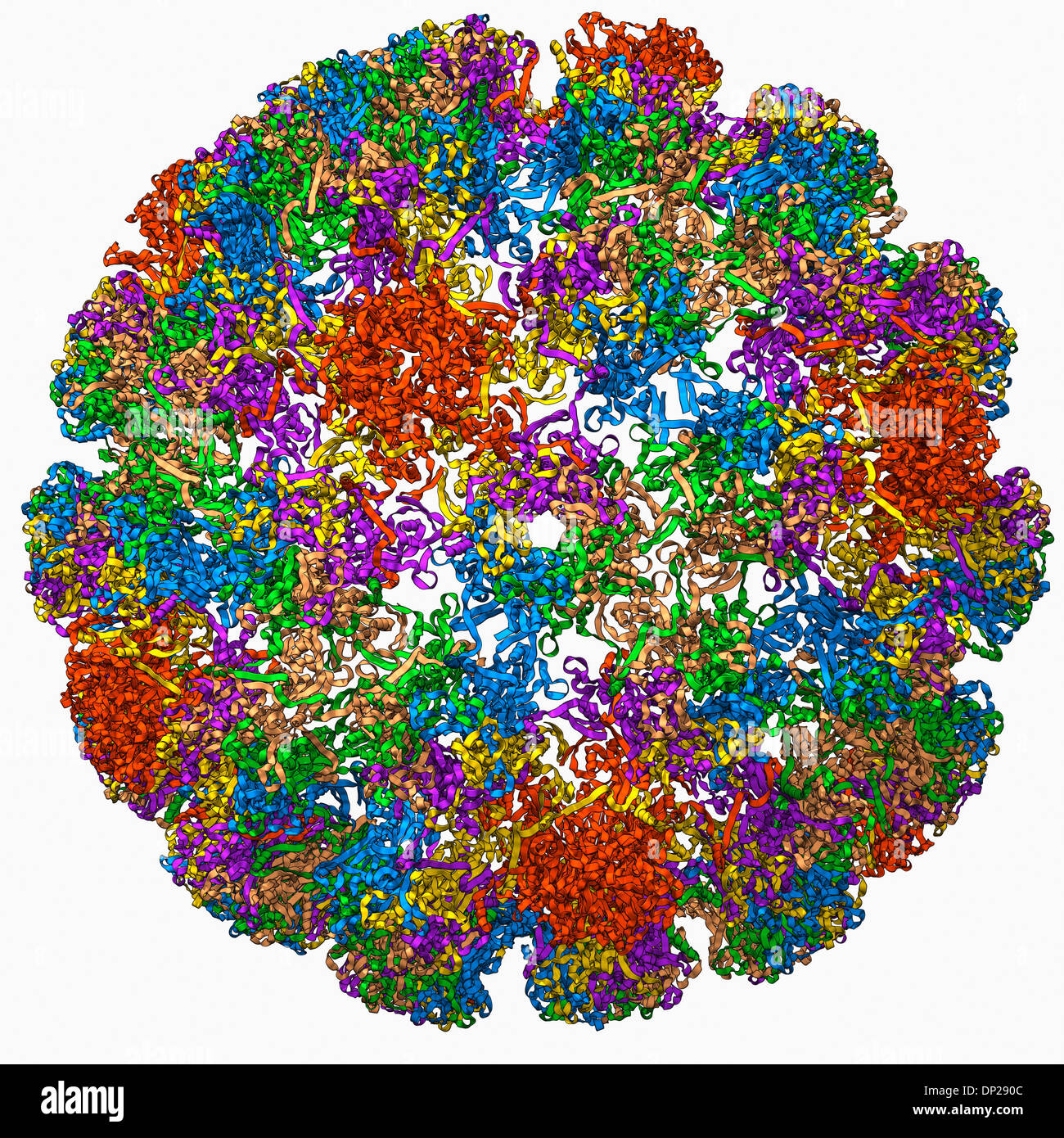 Human papillomavirus hpv structure hi-res stock photography and images ...