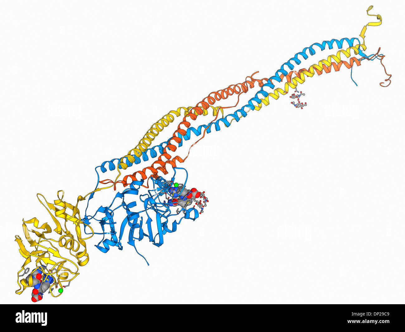 Fibrinogen molecule Stock Photo - Alamy