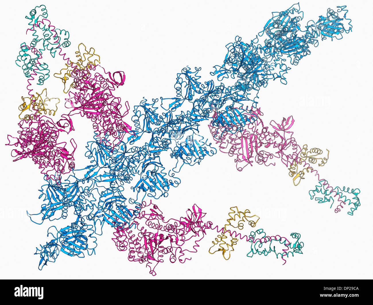 Insect flight muscle, molecular model Stock Photo - Alamy