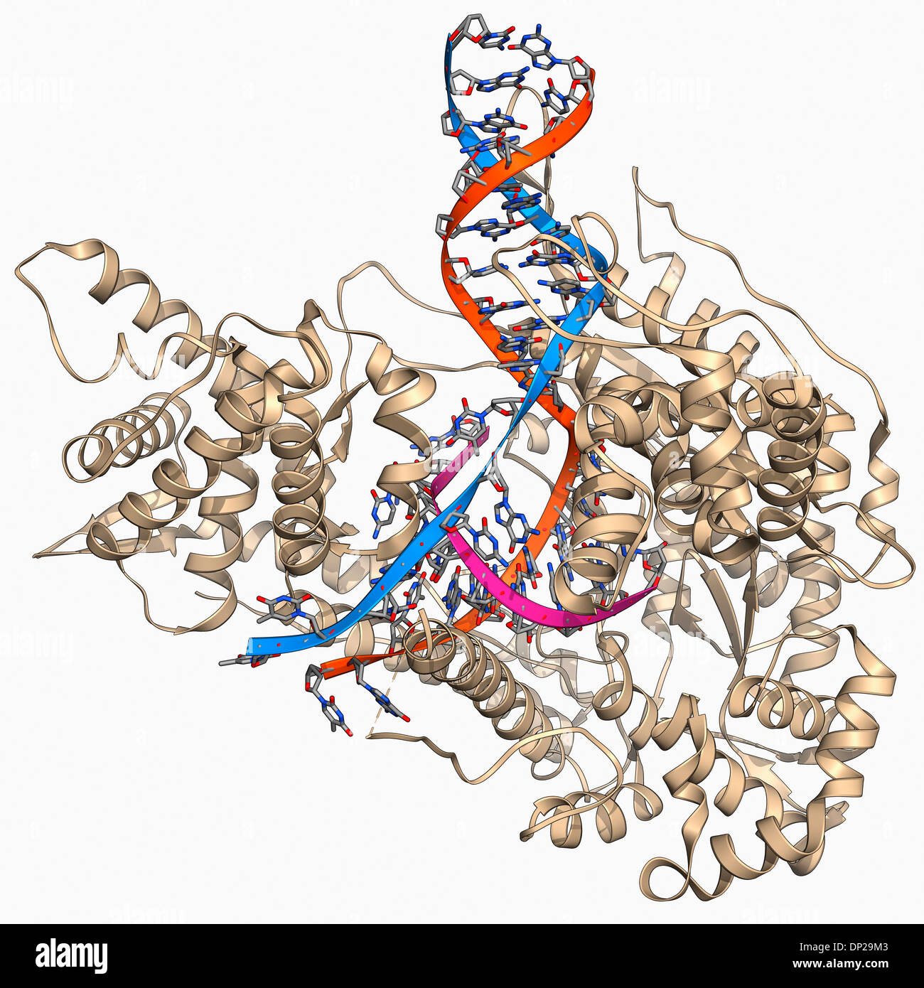 DNA transcription, molecular model Stock Photo - Alamy