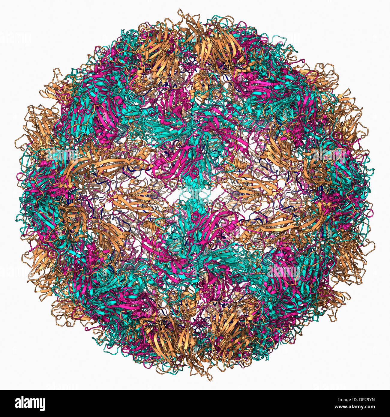 Capsomere hi-res stock photography and images - Alamy