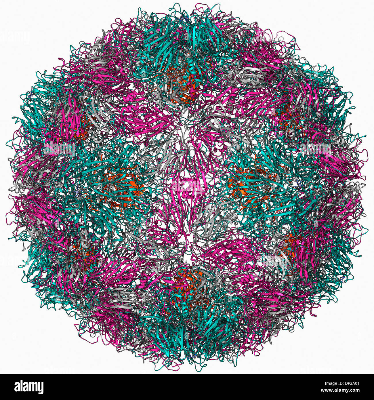 Rhinovirus 16 capsid, molecular model Stock Photo - Alamy