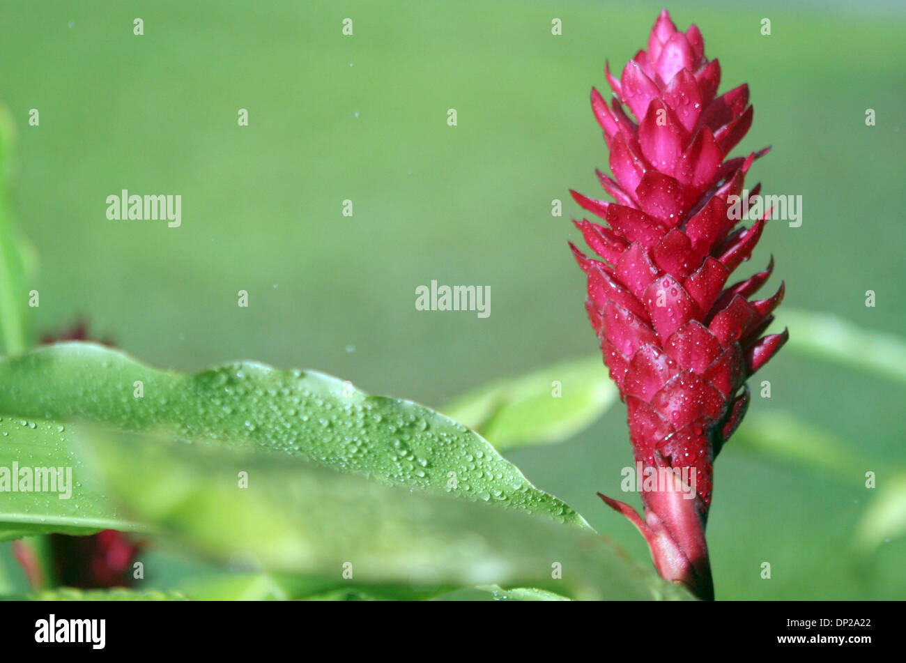 May 24, 2006; Kauai, HI, USA; A red Ginger flower on the Hawaiian ...