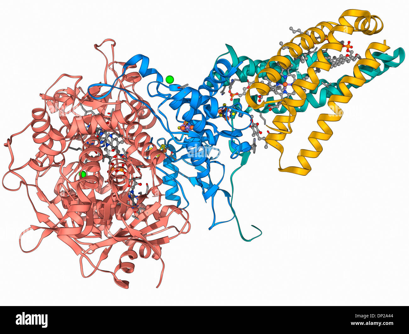 Succinate Dehydrogenase Mechanism