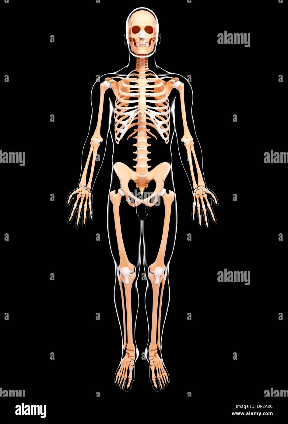 Male skeleton, artwork Stock Photo - Alamy