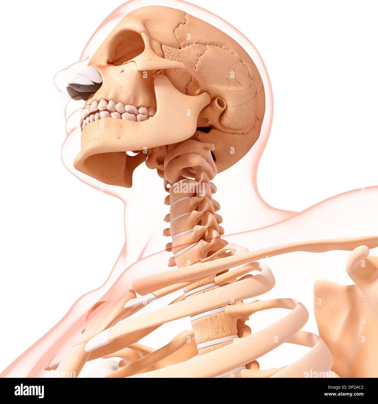 Human skeleton, artwork Stock Photo - Alamy
