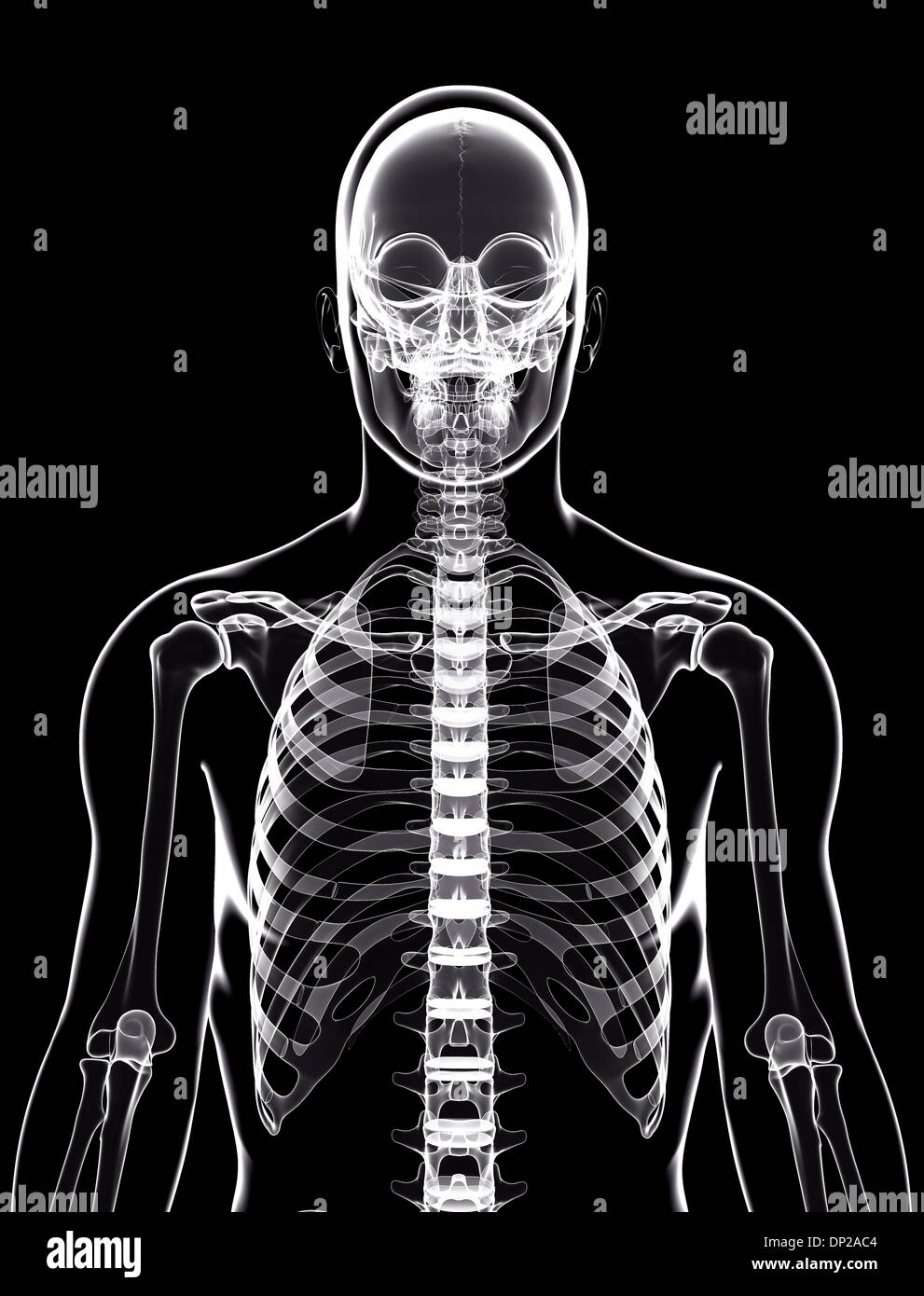 Human skeleton, artwork Stock Photo - Alamy