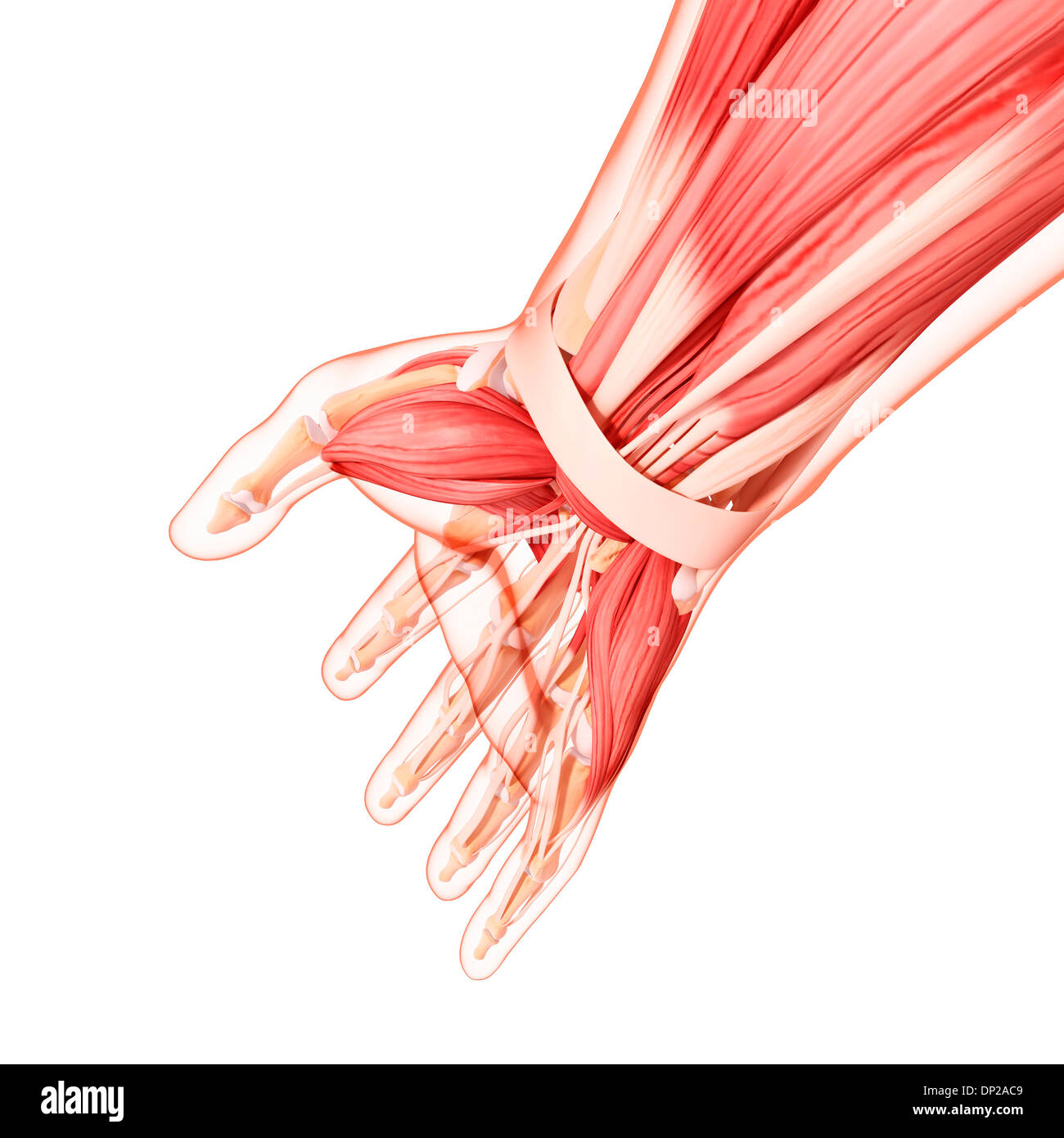Human arm musculature, artwork Stock Photo - Alamy