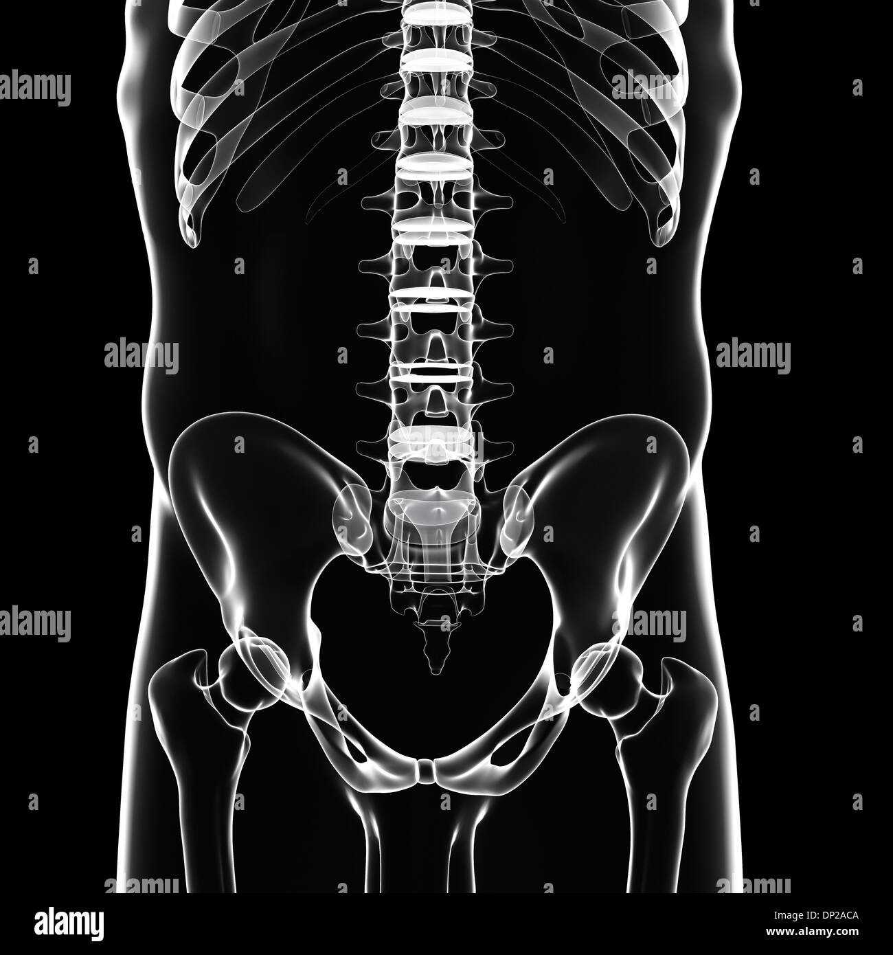 Front view male pelvis sacrum Black and White Stock Photos & Images - Alamy