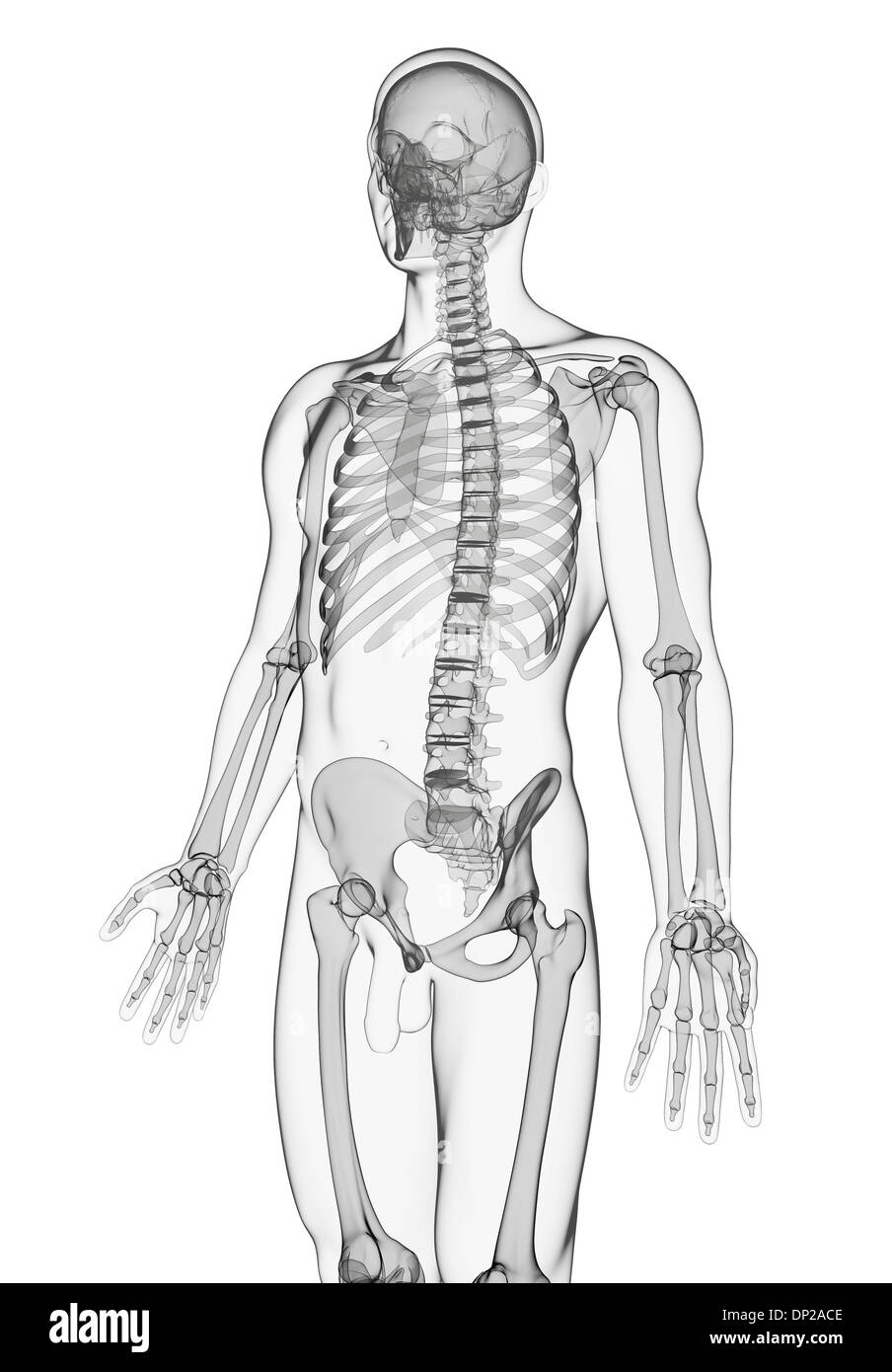 Human skull three quarter view Black and White Stock Photos & Images ...