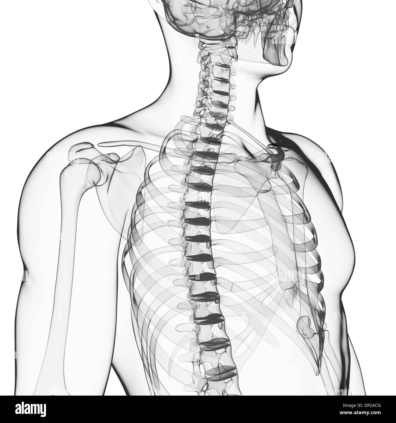 Human skeleton, artwork Stock Photo - Alamy