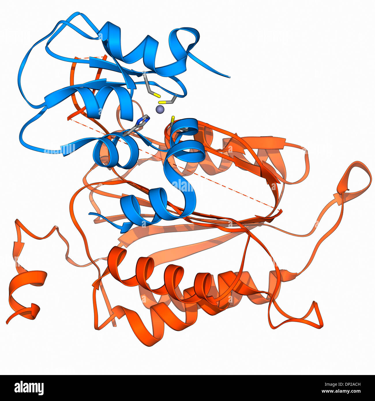 Caspase-9 with inhibitor, molecular model Stock Photo - Alamy