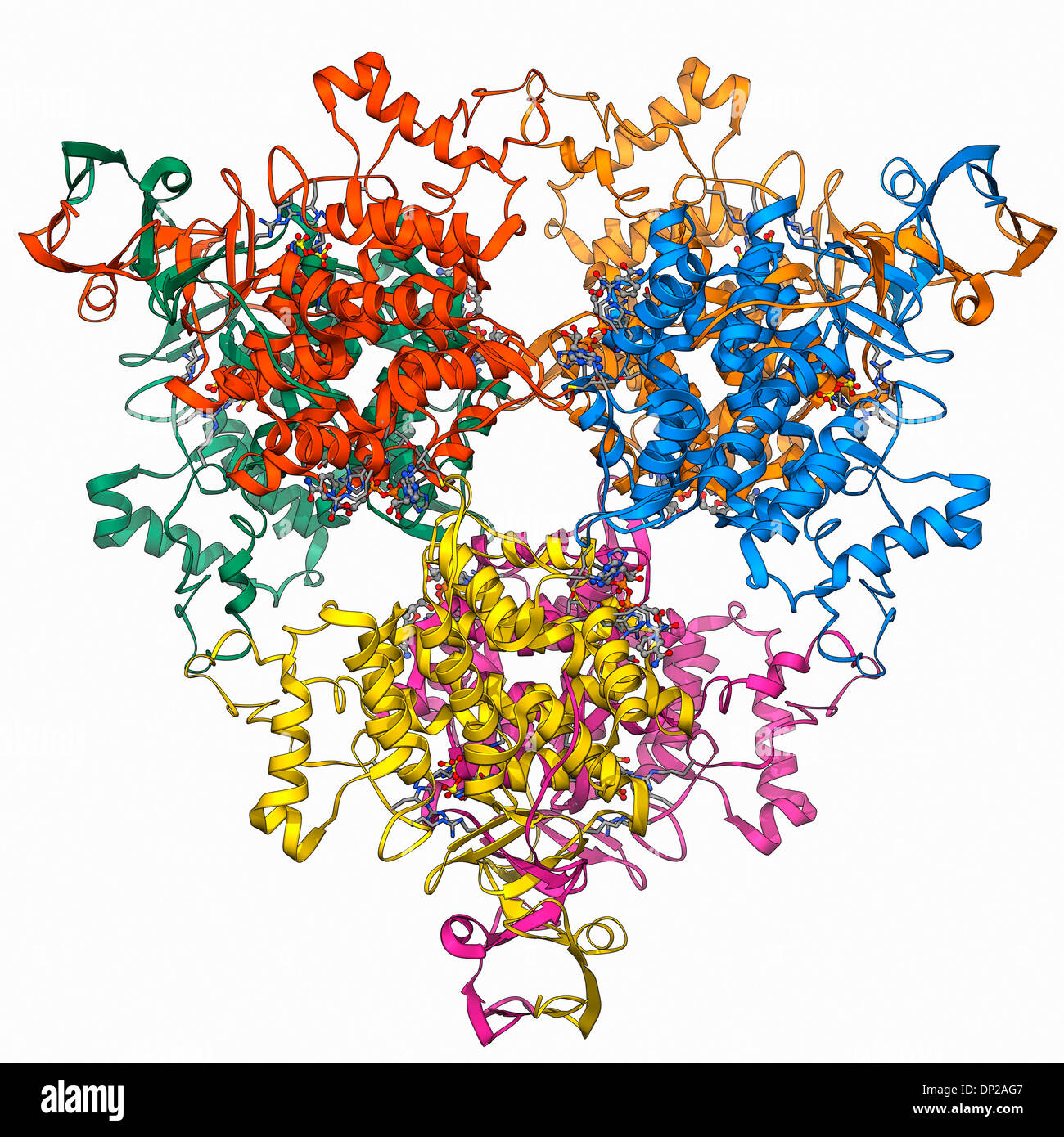 Citrate synthase molecule Stock Photo - Alamy