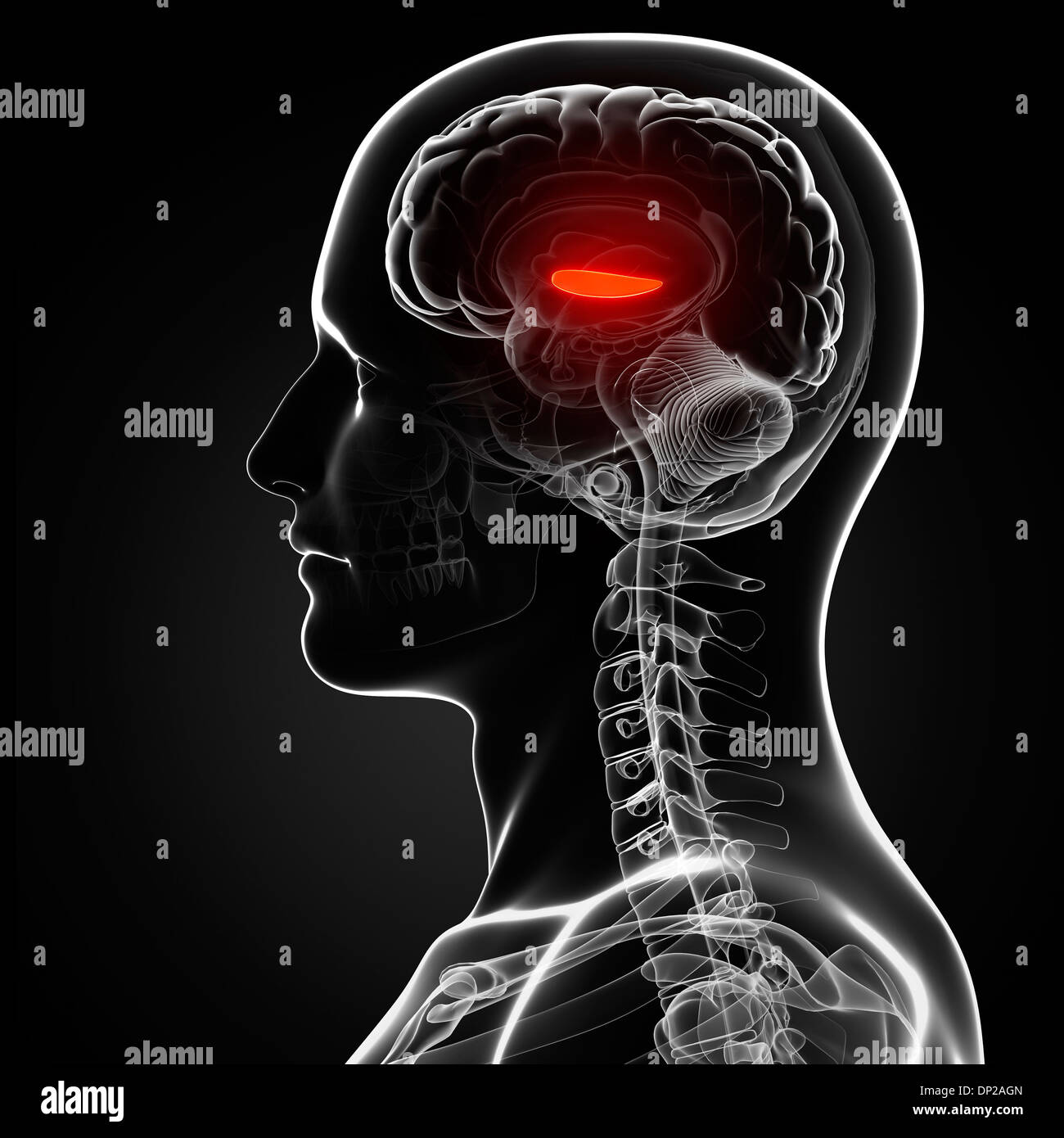 Male brain, artwork Stock Photo - Alamy
