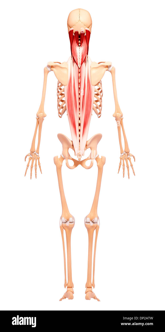 Human musculature, artwork Stock Photo - Alamy