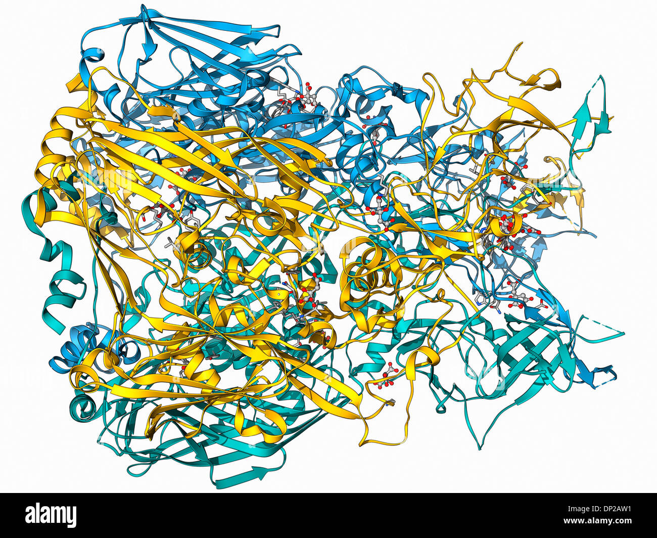Adenovirus hexon protein Stock Photo - Alamy