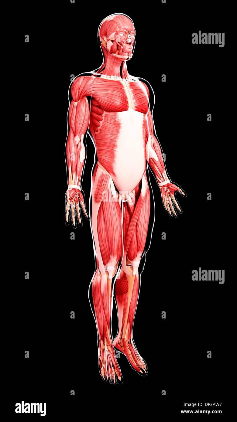 Human musculature, artwork Stock Photo - Alamy