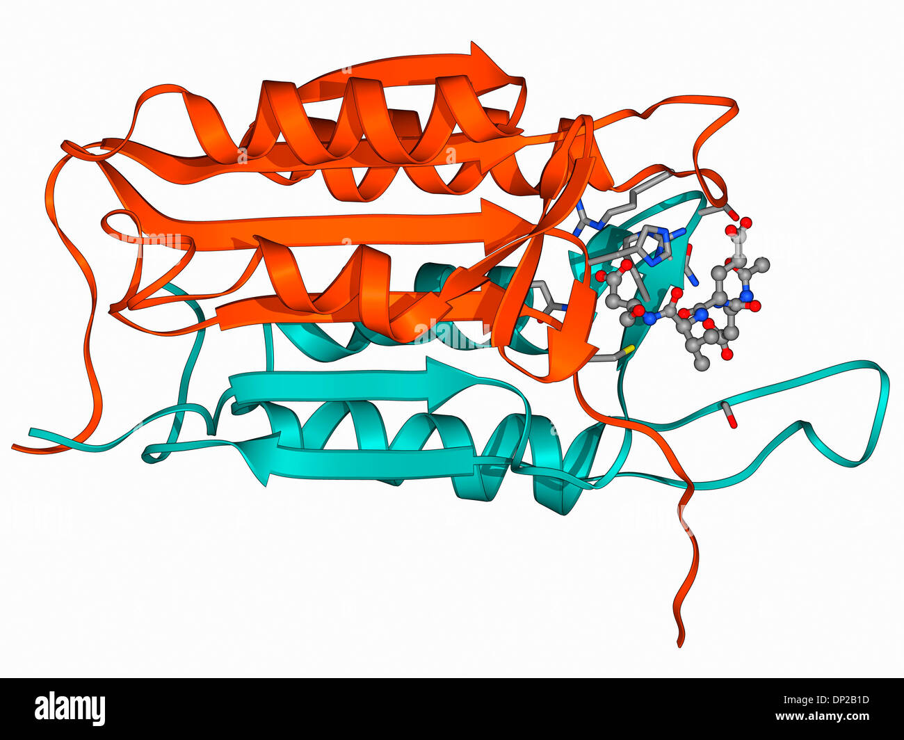 Caspase-3 and inhibitor Stock Photo - Alamy