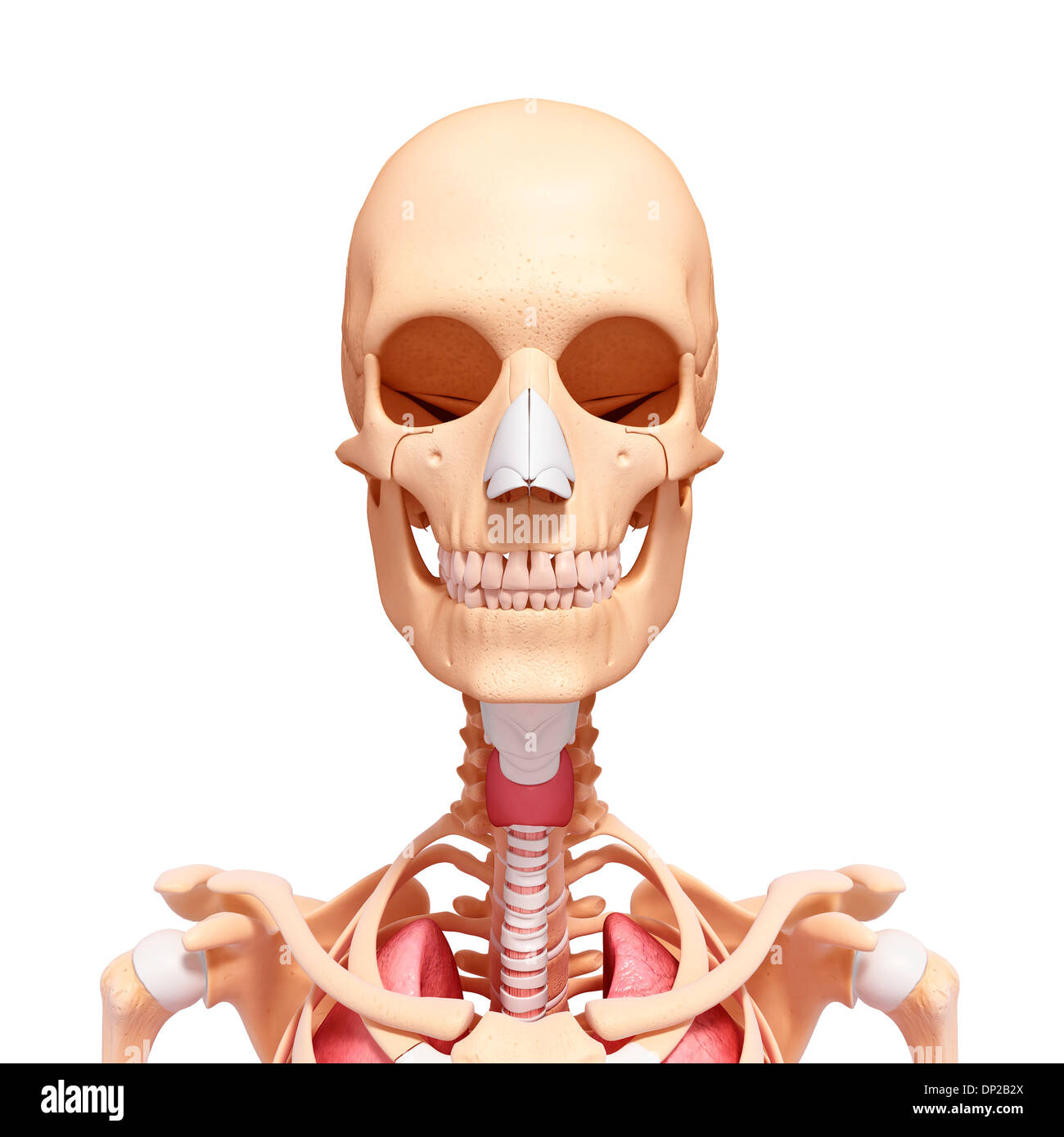 Human anatomy, artwork Stock Photo - Alamy