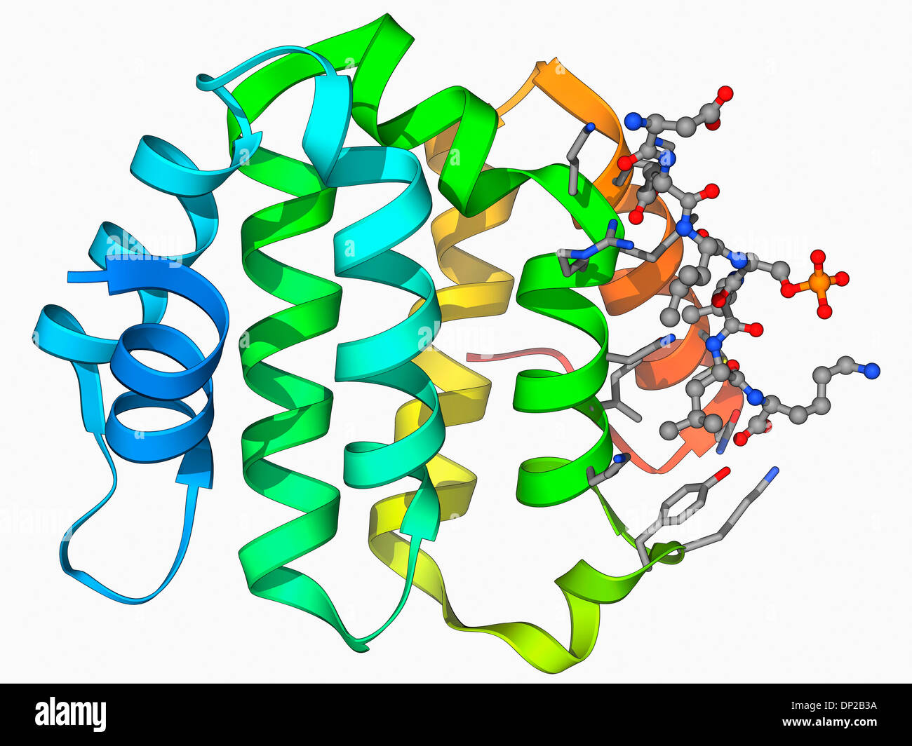 Beta secretase enzyme, molecular model Stock Photo - Alamy