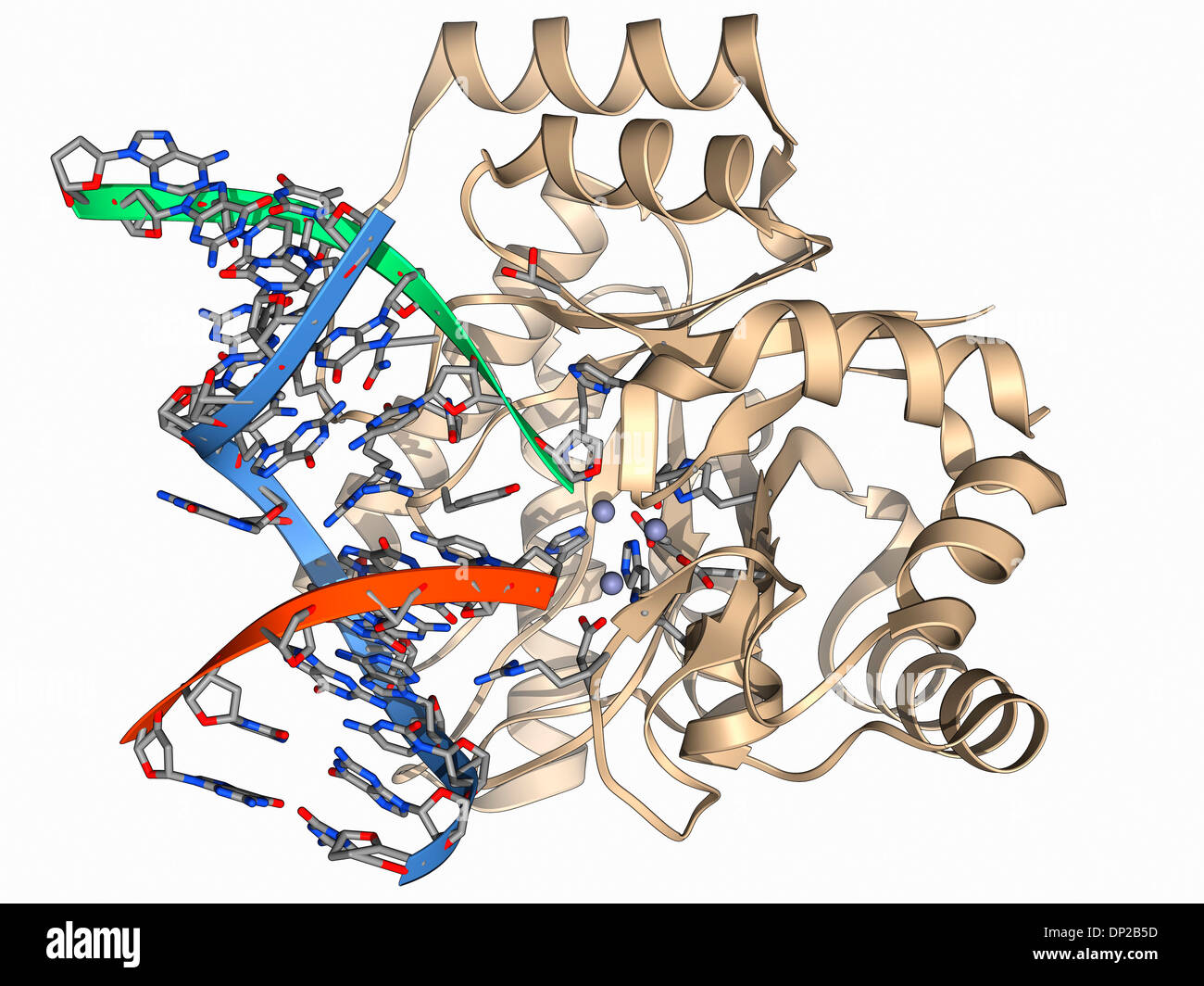 Endonuclease IV molecule Stock Photo - Alamy
