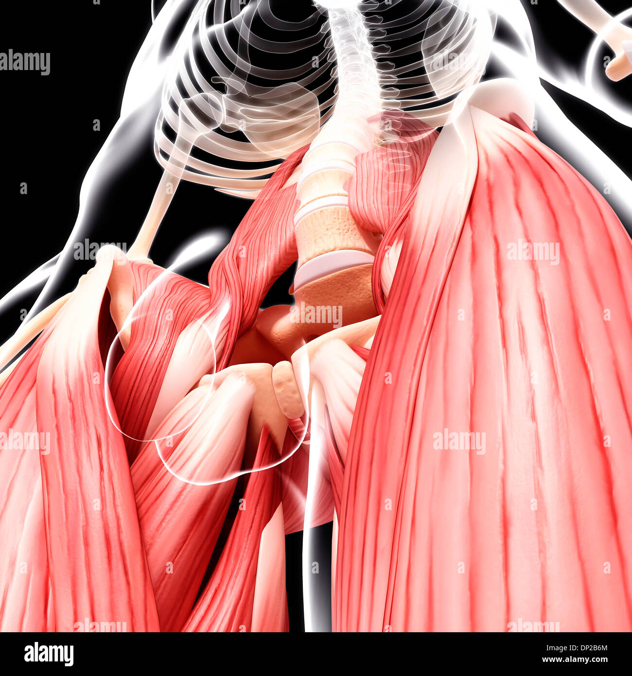 Human hip musculature, artwork Stock Photo - Alamy