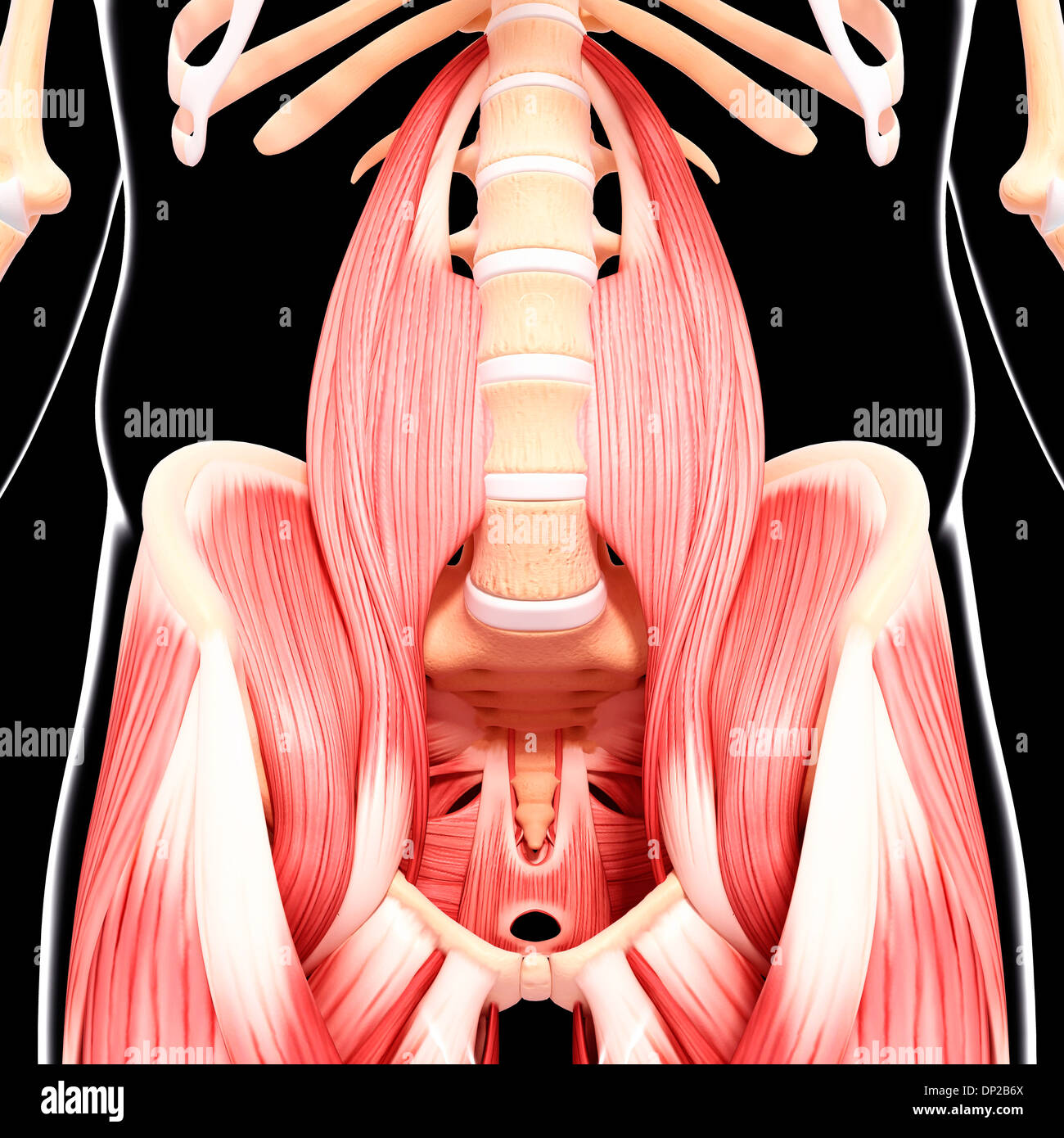 Human hip musculature, artwork Stock Photo - Alamy