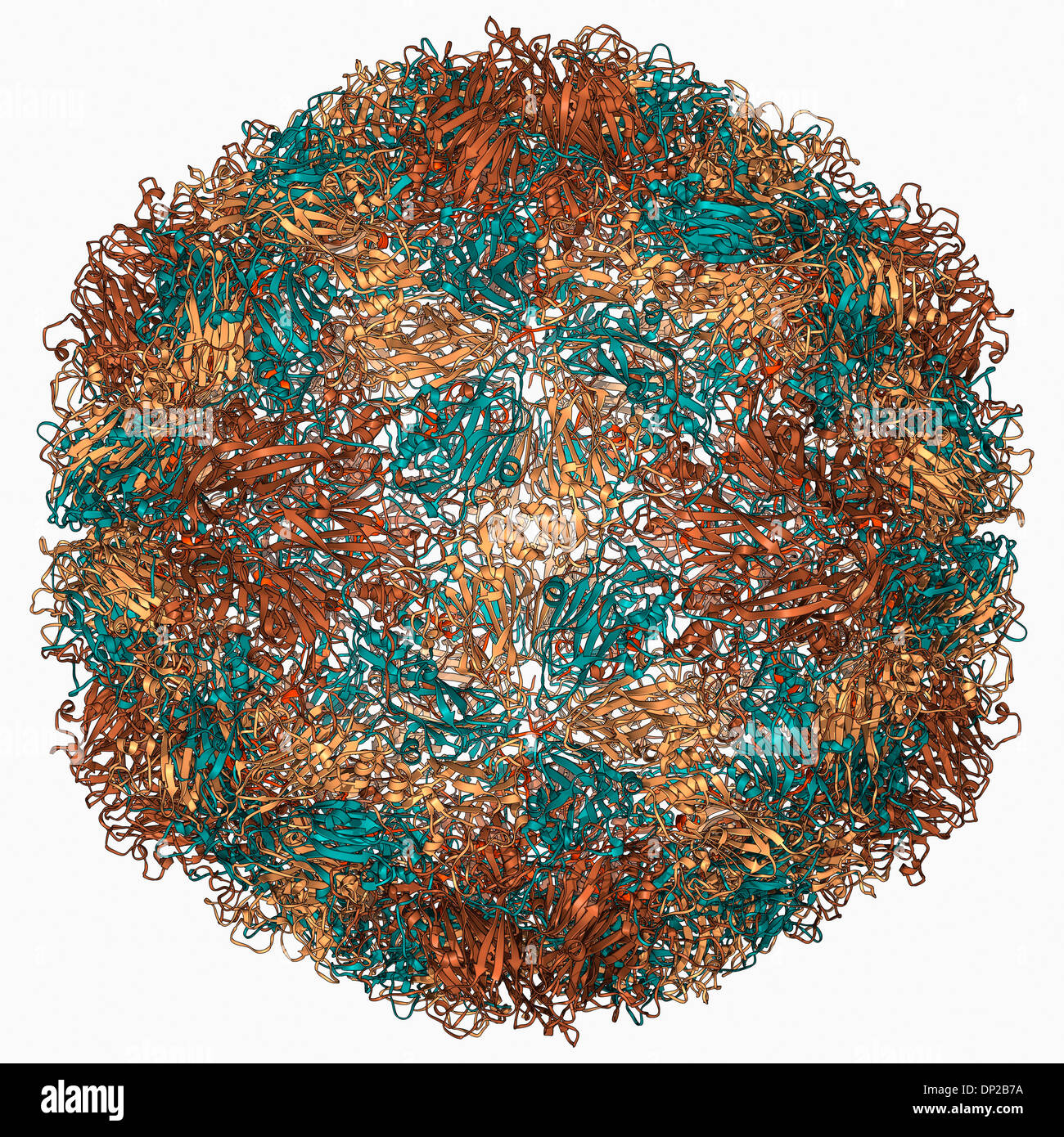 Rhinovirus capsid, molecular model Stock Photo - Alamy