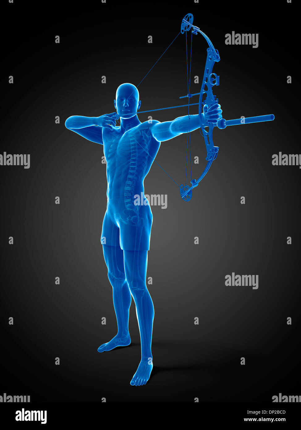 Archer archery arrow body hi-res stock photography and images - Alamy