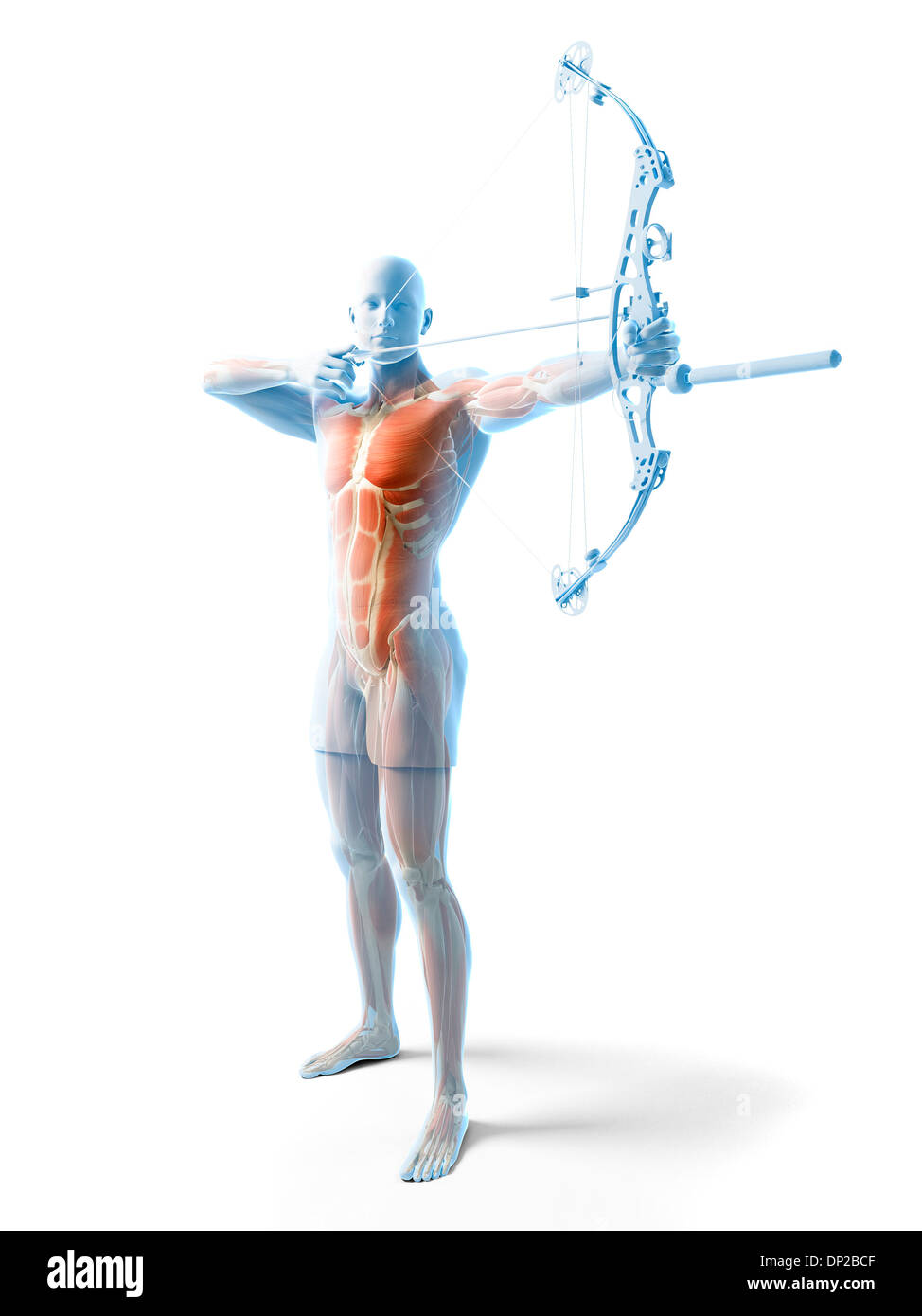 Archer archery arrow body hi-res stock photography and images - Alamy