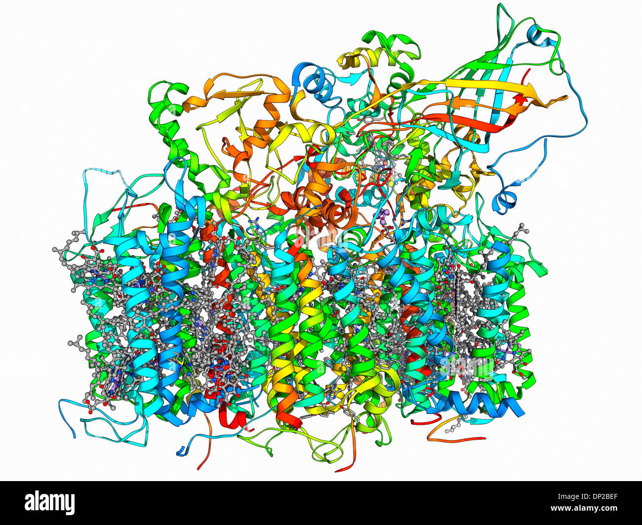 Photosystem 2 Simple