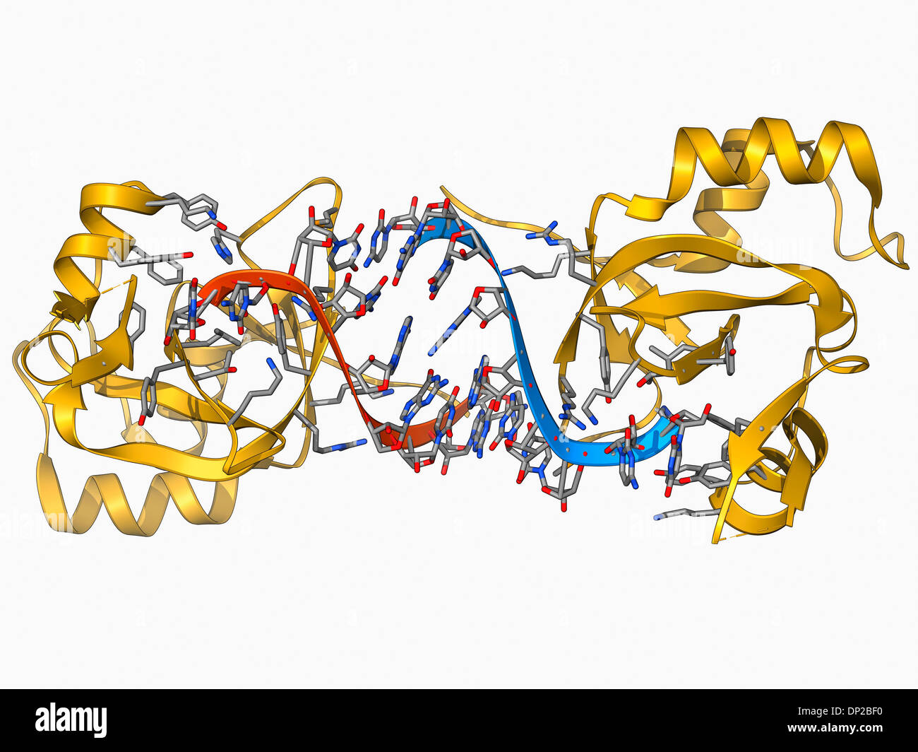 RNA-induced silencing complex Stock Photo - Alamy