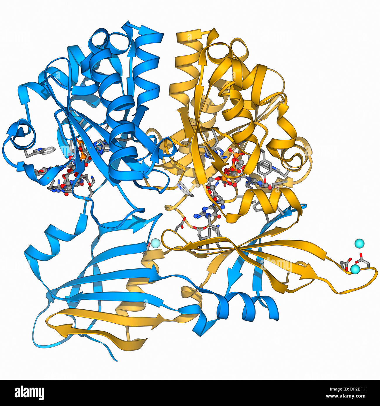 Mrna molecule hi-res stock photography and images - Alamy