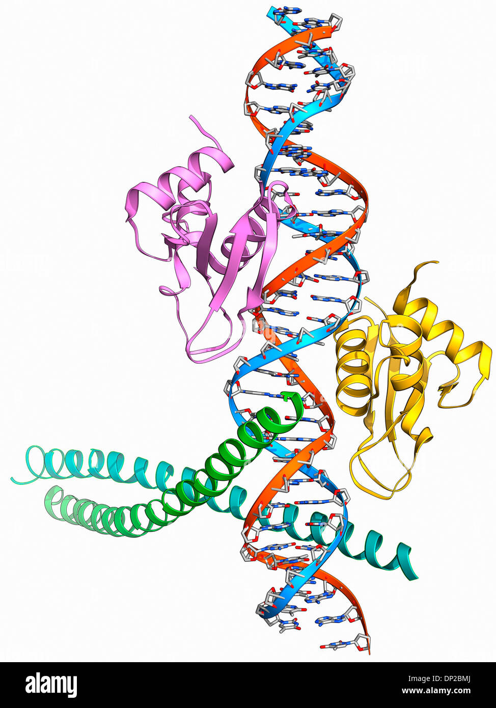 Transcription factor dna molecule hi-res stock photography and images ...