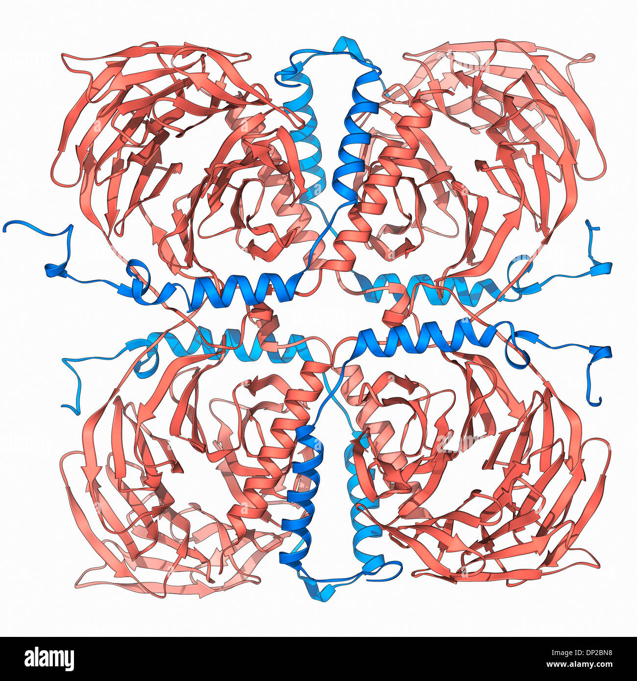 Transducin protein beta-gamma complex Stock Photo - Alamy