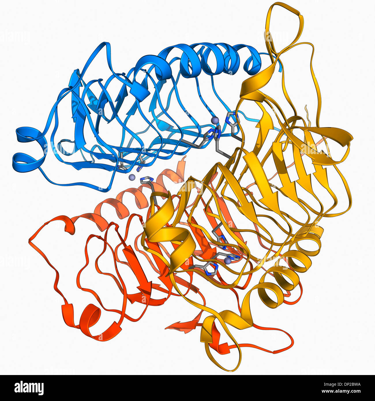 Carbonic anhydrase hi-res stock photography and images - Alamy