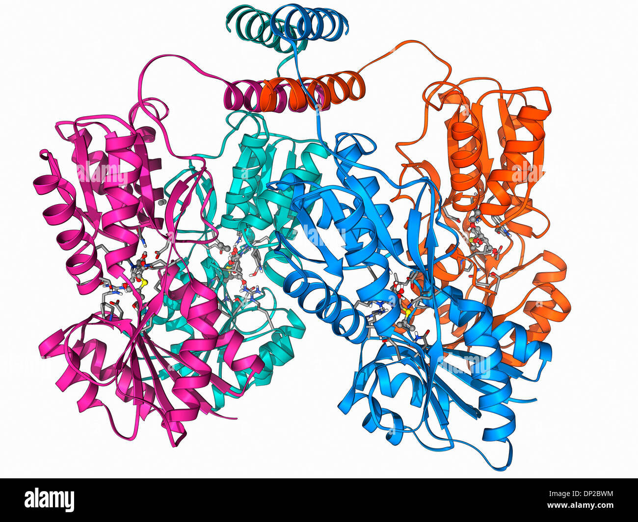 Operon lac hi-res stock photography and images - Alamy
